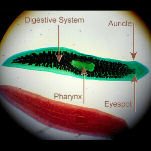 Invertebrate Phyla